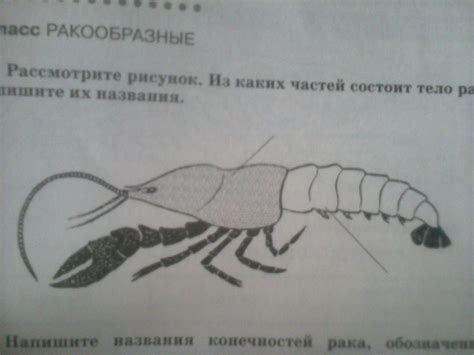 Рассмотрите рисунок Из каких частей состоит тело рака Подпишите их название Школьные Знания Com