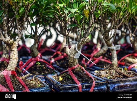 Young Ficus Bonsai