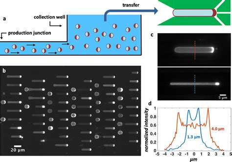 Shape And Size Control Of Artificial Cells For Bottom Up Biology Acs Nano