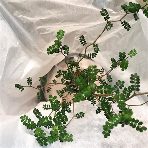 Urban Gardener 잠이 안와 😭 어제 발송드린 아이 외목대 소포라 사진 하나 올려요 사진만봐서는 외목대인지 😅 🚛 어반가드너