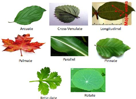 Figure 3 From Medicinal Plant Species Identification Using Ai Semantic Scholar
