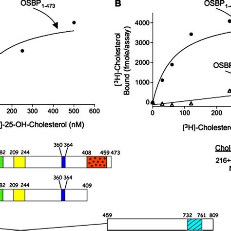 A Diagram Showing The Domain Structure Of Osbp Download Scientific