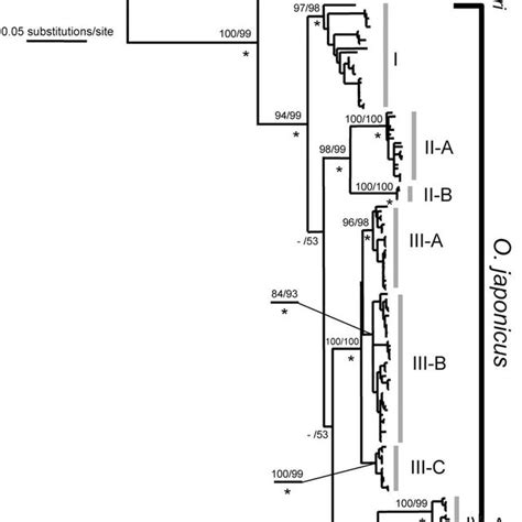 Maximum Likelihood Ml Tree Based On The Complete Cyt B Gene For