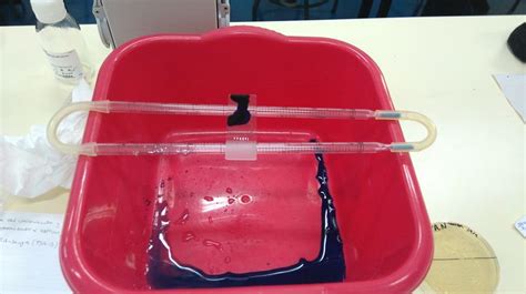 8 Con Ayuda De Unas Paralelas Realizamos Una Tinción Simple Usando