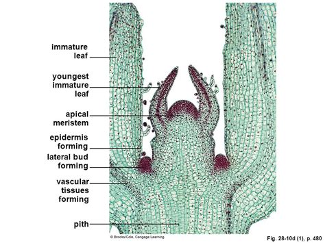Answered Examine An Image Of Longitudinal Bartleby