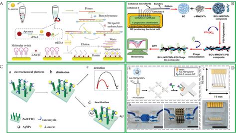 A Scheme Of The Electrochemical Biosensor For S Aureus Based On Download Scientific Diagram