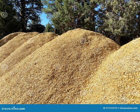 Forest Wood Chip Cutting Lumber Chips Mulch Cuttings Log Chopped