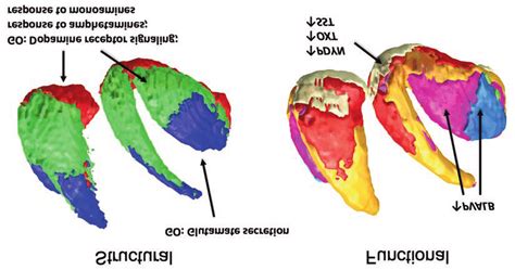 Molecular Correlates Of Striatal Structural And Functional