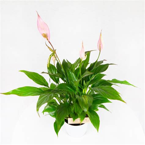 Спатифиллум Беллини Spathiphyllum Bellini 45/13 — комнатное растение ...