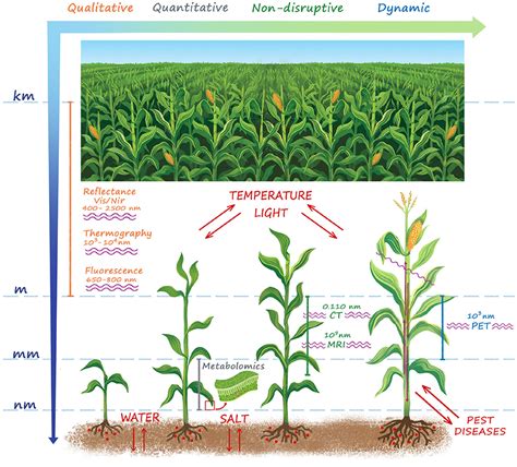 Frontiers Past And Future Of Plant Stress Detection An Overview From Remote Sensing To