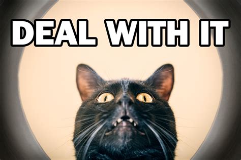 If You Think Cats Are Antisocial Maybe Its You Scientists Find The Washington Post