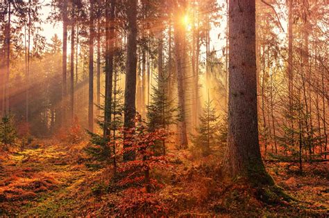 Natural Light Photography A Beginners Guide