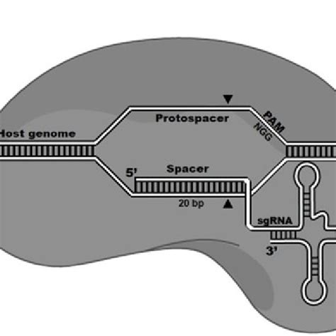 Schematic Drawing Of The Crisprcas9 Effector Complex The Protospacer