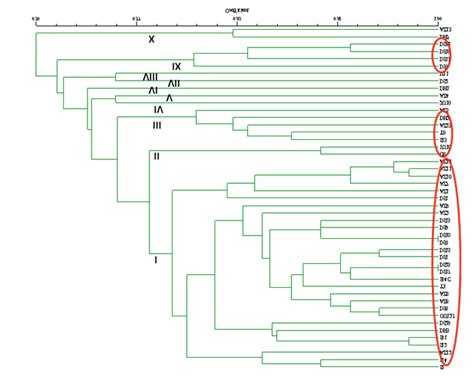 Dendrogram Generated After Cluster Analysis Of The Digitized Rapd A B