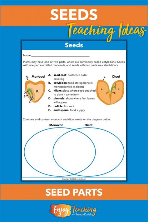 Monocots And Dicots Seeds