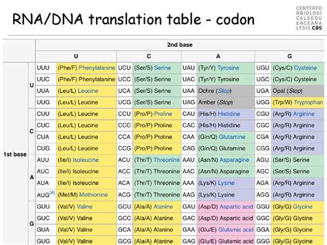 Outline What Is An Amino Acid Protein Ppt Download