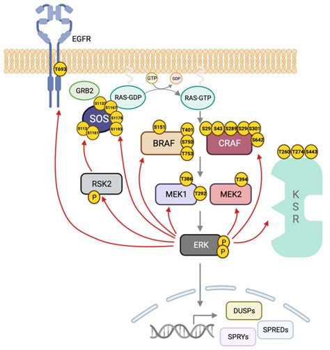 Navigating The Erk12 Mapk Cascade Pubmed