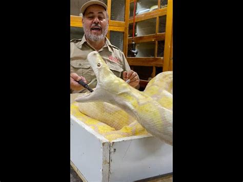 This Gigantic Python Kept Trying To Bite Me