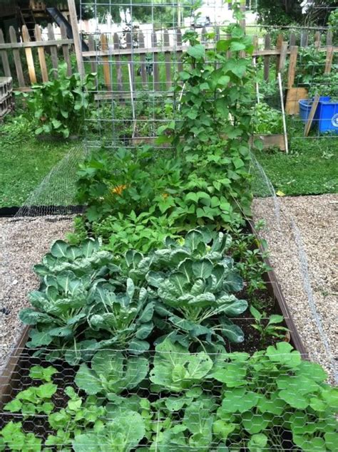 Sfg Trellis Questions