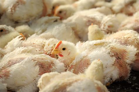 Exploitation Competition Definition And Examples Biology Online