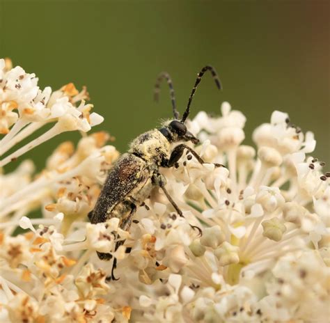 Pollinated Red Shouldered Pine Borer R Insects