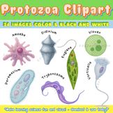 Protozoa Clipart Kingdom Protista Science Clip Art Bundle By Edujoy