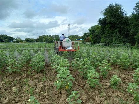 တောင်တွင်းကြီးမြို့နယ်၌ ဝါသီးနှံစိုက်ခင်းအားဆေးဖျန်းစက်ဖြင့်ဆေးဖျန်းခြင