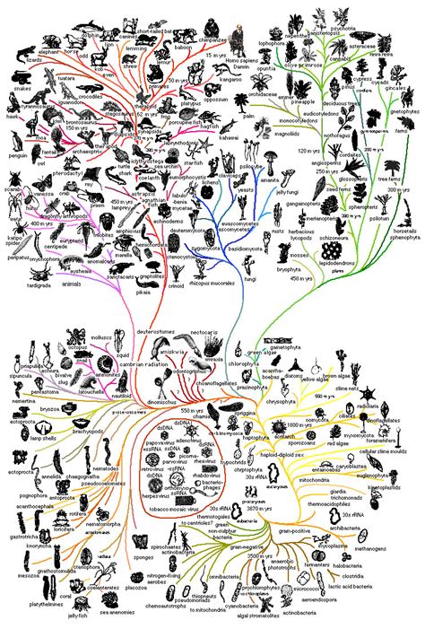 Sexual Paradox The Tree Of Life