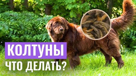 У СОБАКИ КОЛТУНЫ, что делать? Все секреты ухода за собачьей шерстью ...