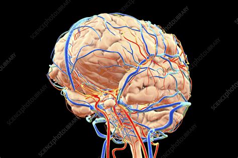 Vascular System Of Brain Illustration Stock Image F0439920