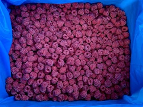Frozen raspberry market in the EU – when will the free fall in prices ...