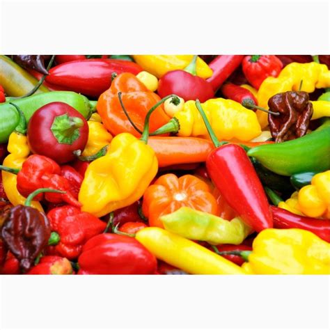 Продам болгарский перец, купити болгарский перец — Agro-Ukraine