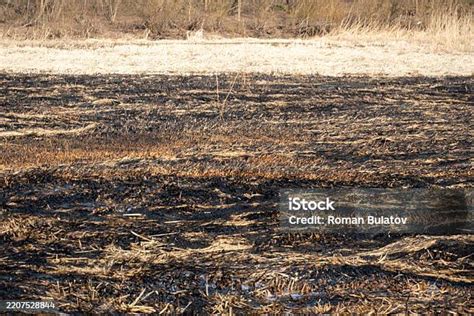 까맣게 탄 땅은 습지 식물을 관리하는 데 사용되는 통제된 화재의 여파를 보여주며 이 이른 봄 환경에서 새로운 성장을 촉진합니다 0명에 대한 스톡 사진 및 기타 이미지