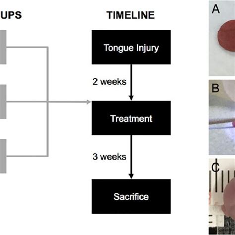 Experimental Design And Partial Glossectomy Model Flow Diagram Depicts