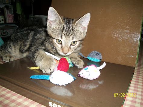 Catnip Mouse Cat Toy Instructables
