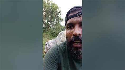 මිනිස්සුන්ට වඩා අහිංසක සත්තු හොදයි කියලා මට හිතෙනවා Youtube