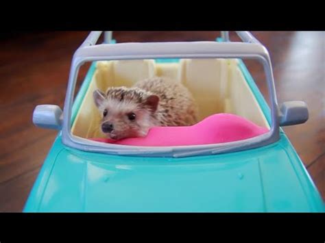 ТОП 5 лучшие видео про ежика. Смешной ежик. TOP 5 funny hedgehog - YouTube