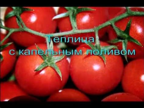 Капельный полив томатов и огурцов в теплице - YouTube