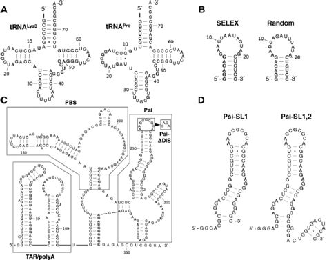 Sequences And Secondary Structures Of All Rna Constructs Used In This