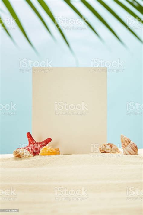 녹색 야자수 잎 근처의 모래에 붉은 불가사리와 조개 껍질 빈 플 라 카드의 선택적 초점 블루 0명에 대한 스톡 사진 및 기타 이미지 Istock