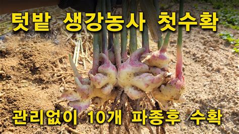 파종후 관리없이 풀팥에서 생강수확 Youtube