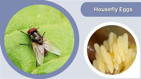 21 Different Types Of Insect Eggs Identification With Pictures