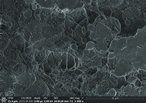 Representative Sem Image Of Fibrous Membrane Download Scientific Diagram