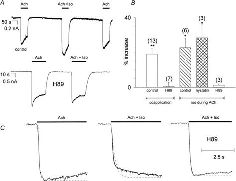 Effect Of β Adrenergic Stimulation On Ikach Of Rat Atrial Cells