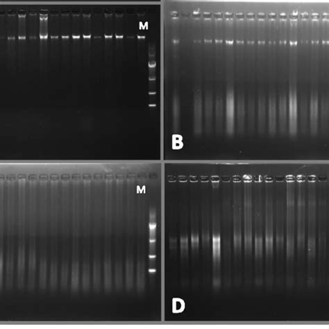 A Gel Electrophoresis Analysis Of Isolated Dna By 10 S Method From M
