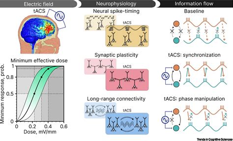 Neurocognitive Physiological And Biophysical Effects Of Transcranial Alternating Current