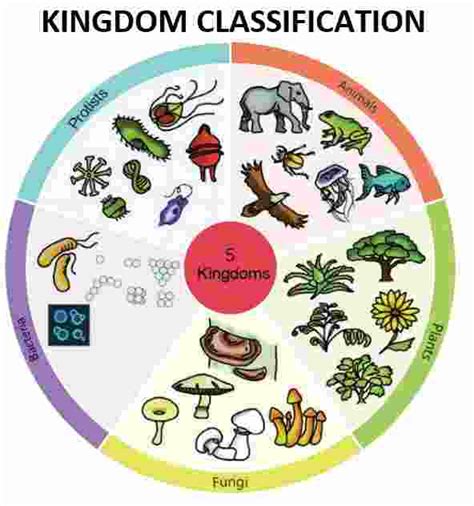Kingdom Classification Class 7th Goyal Brothers Prakashan Biology