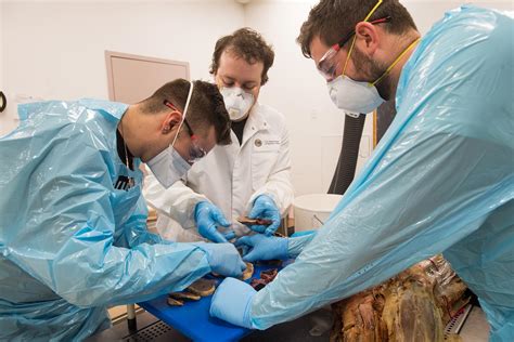 Cadaver Dissection Human Body