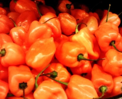 Habanero Orange Hot Pepper Heirloom Garden Seeds Naturally Etsy