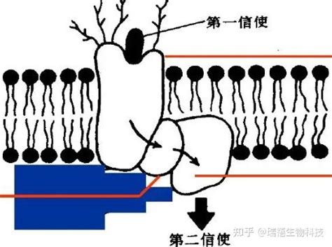 红细胞磷脂酰乙醇胺脂质体 仿生型细胞膜嵌合脂质体递送KGF 靶向的制备 知乎